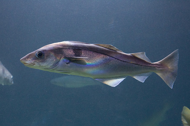 Hyse for 200 millioner fiskes ikke | Nofima