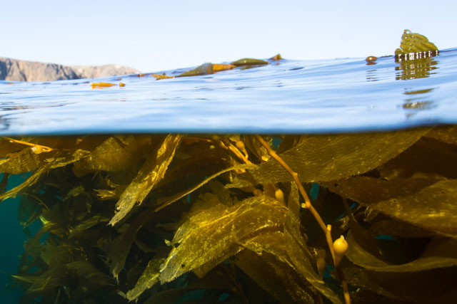 Verdt å vite om tare til mat | Nofima