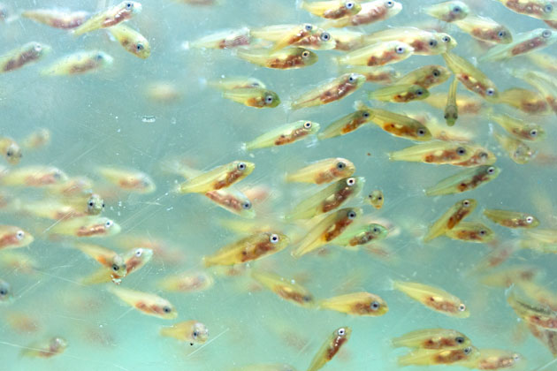 En type fôr må unngås i berggyltoppdrett for å unngå misdannelser | Nofima