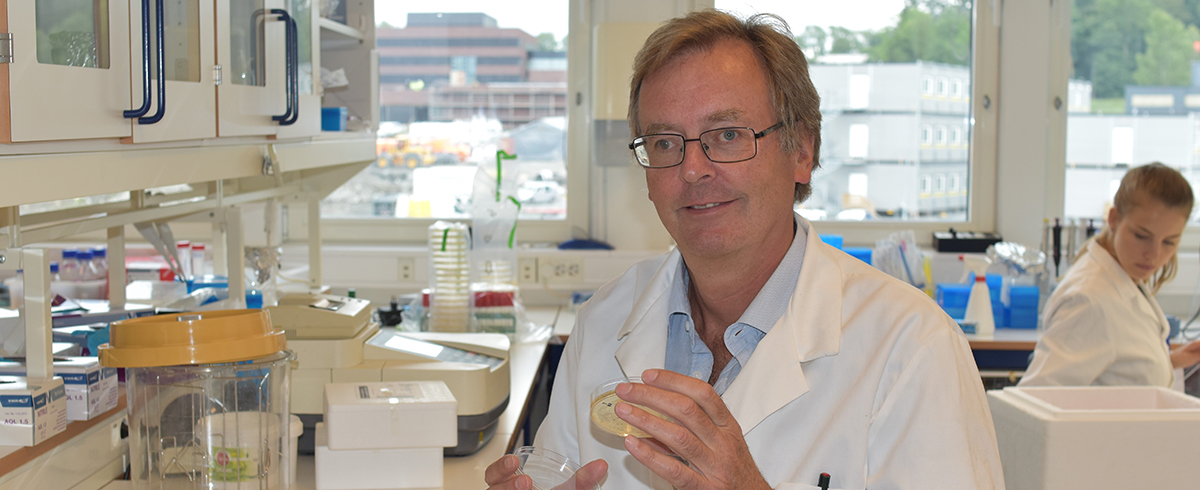 UV-lys dreper uønskede bakterier på kylling og egg | Nofima