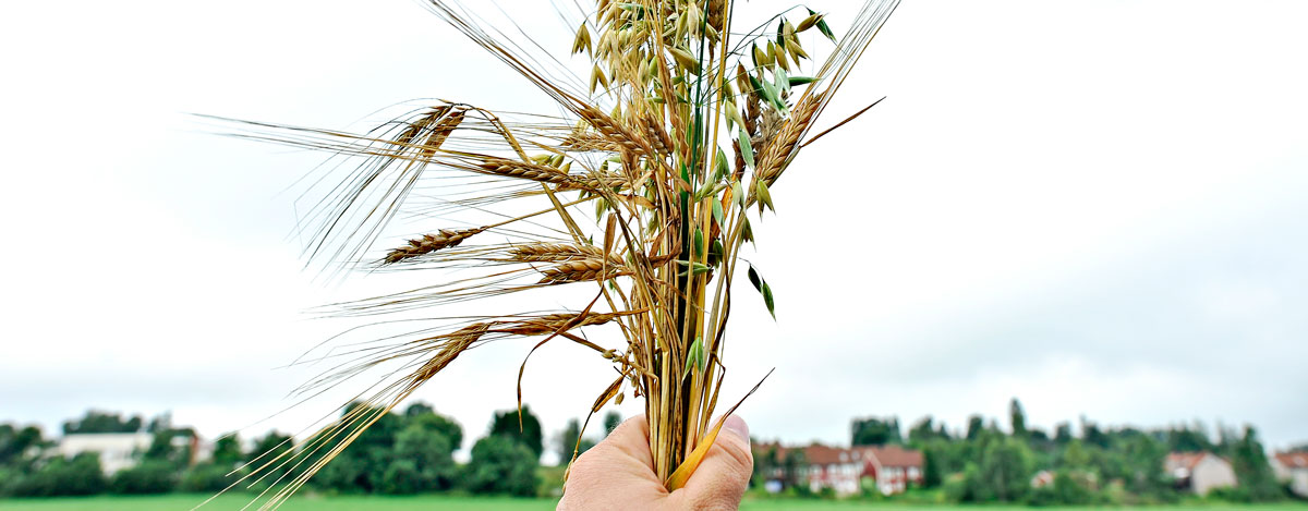 Kostfiber og glykemiske karbohydrater | Nofima