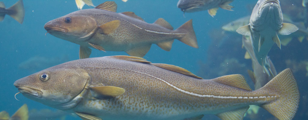 Torskeavlsprogrammet | Nofima