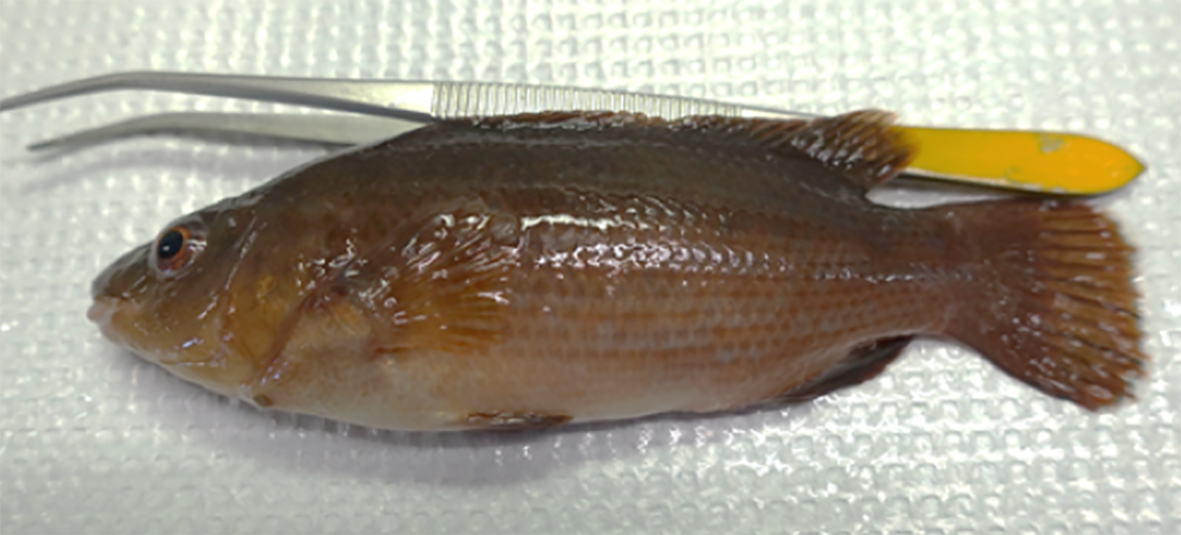 Ny kunnskap om fôr til berggylt | Nofima