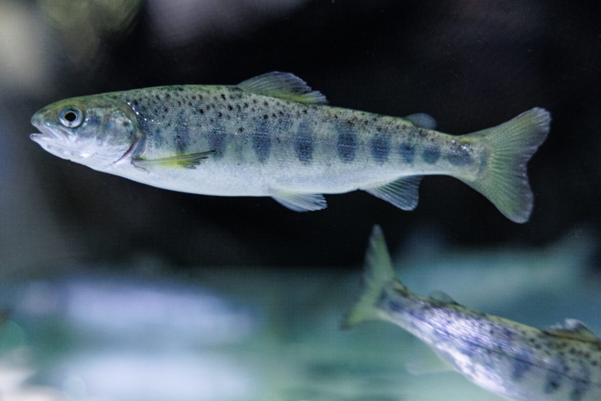 Bruk av genomiske ressurser for en robust fisk | Nofima