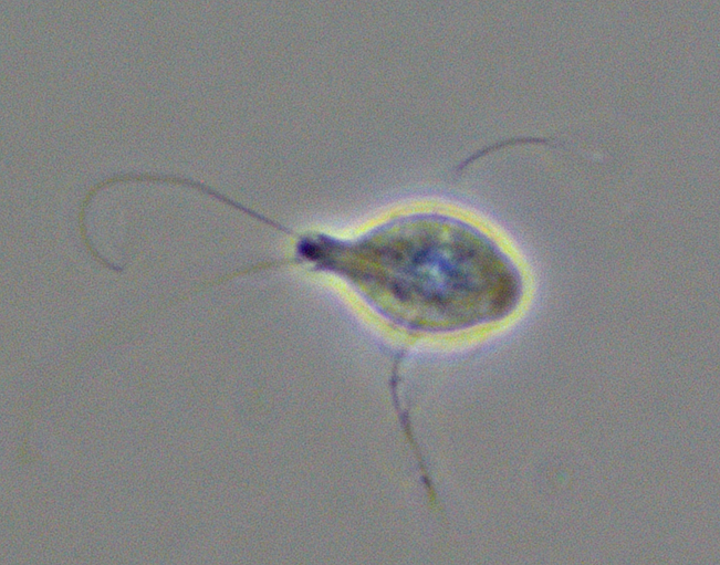 Millionstøtte til forskning på lakseparasitt | Nofima